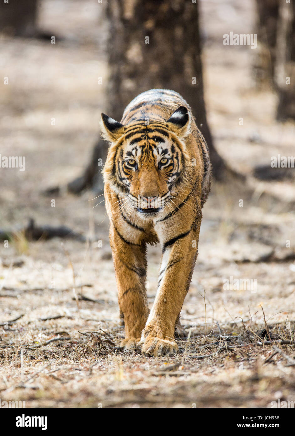 Bengal tiger goes among the trees in the Ranthambore National Park ...