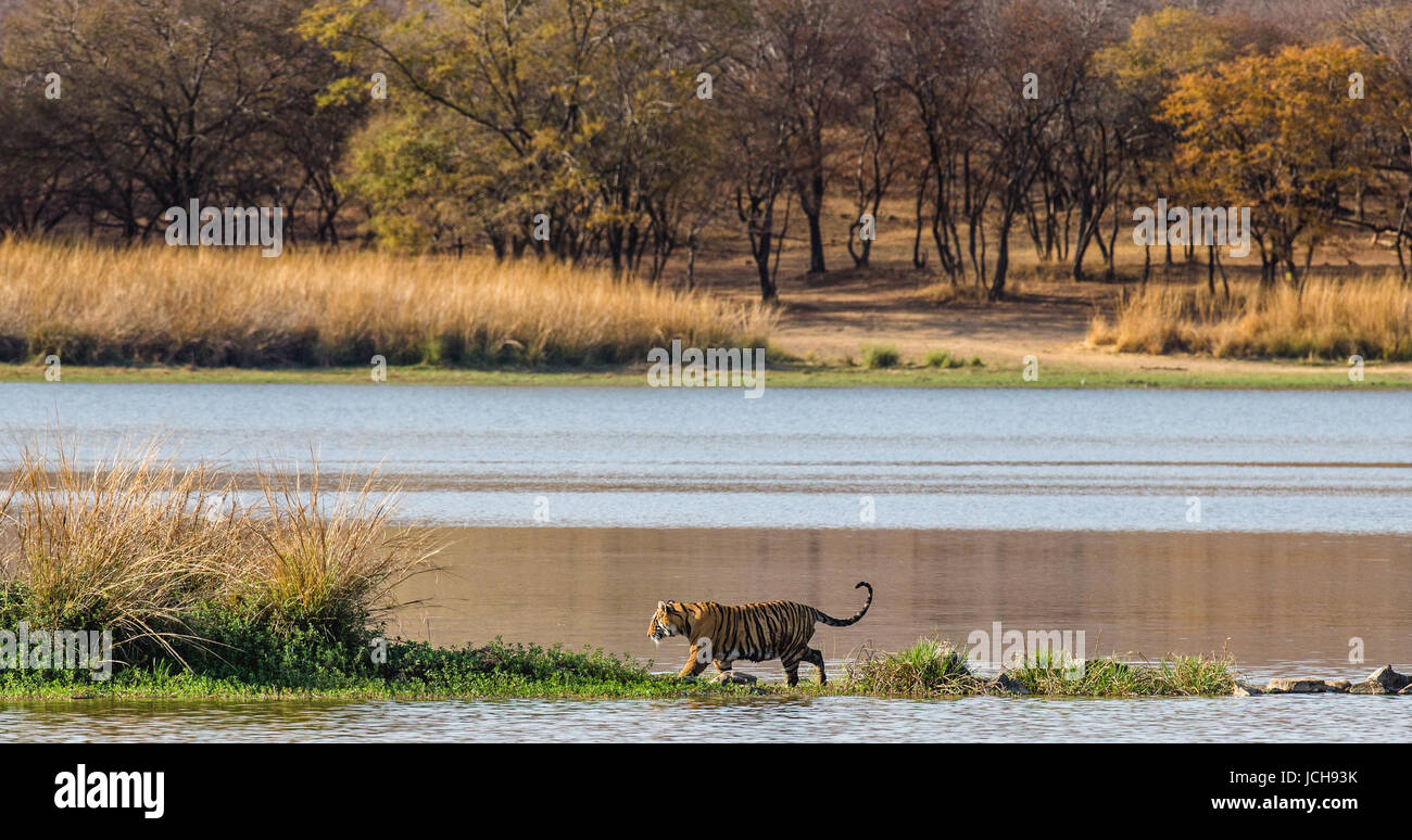 Bengal tiger walks along the lake on the background of beautiful ...
