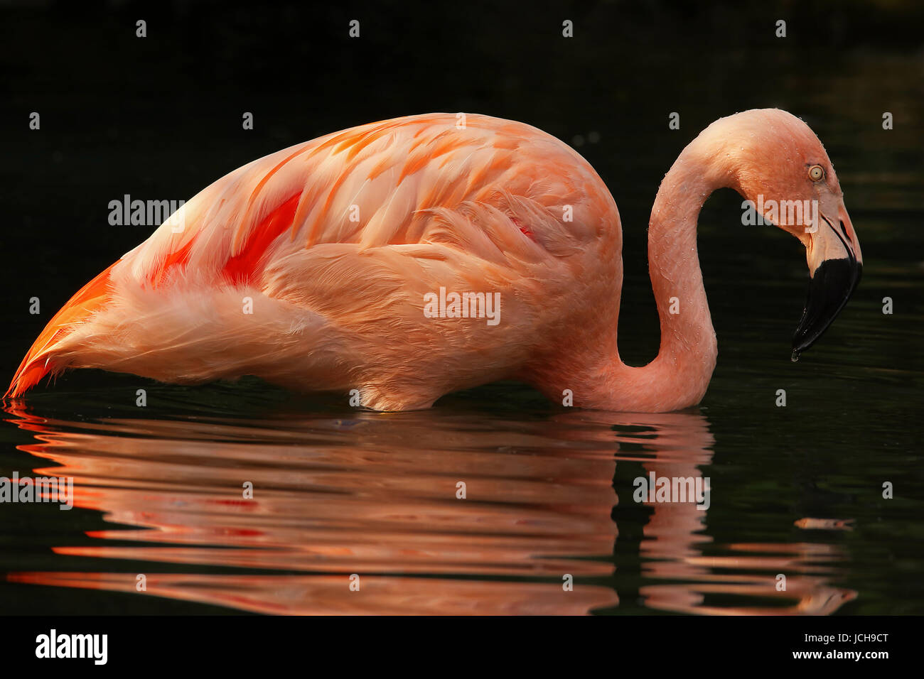 Rose coloured flamingo hi-res stock photography and images - Alamy