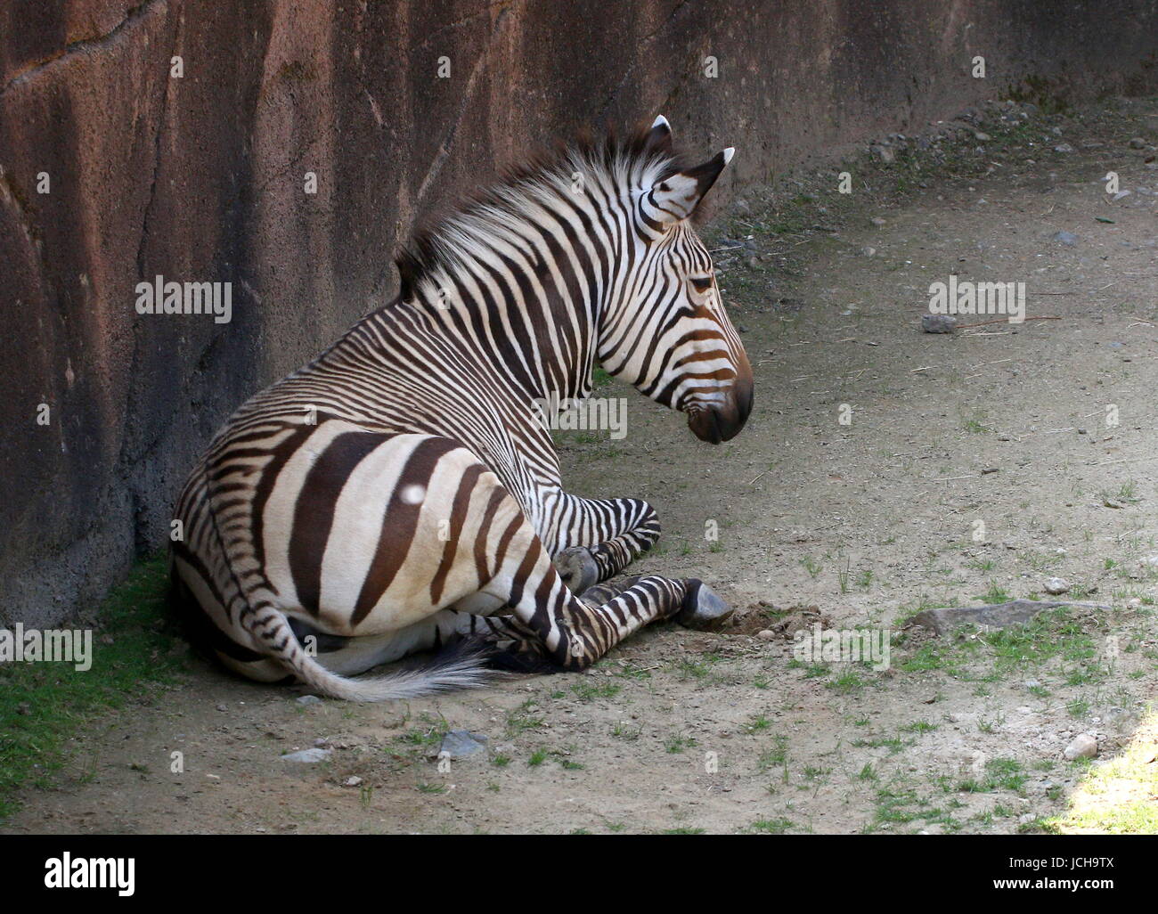 Hartmanns mountain zebra hi-res stock photography and images - Alamy