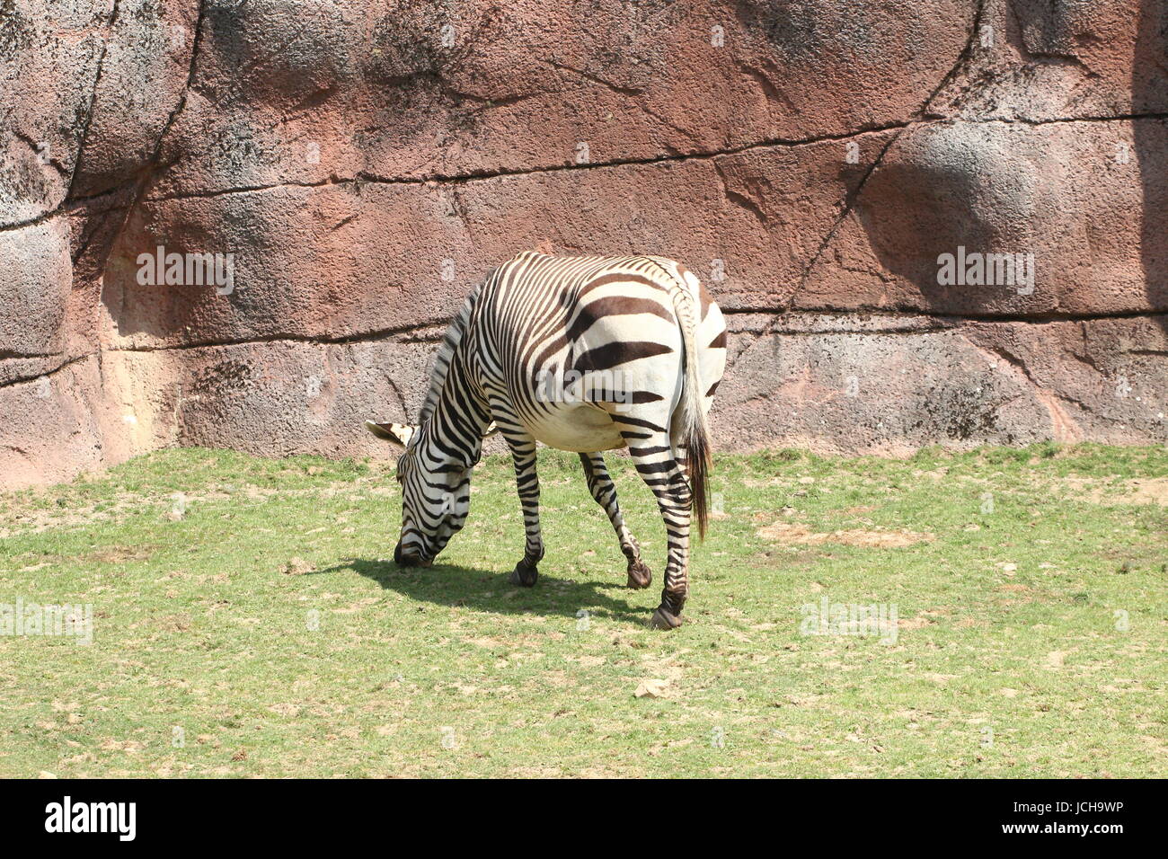 Hartmanns mountain zebra hi-res stock photography and images - Alamy