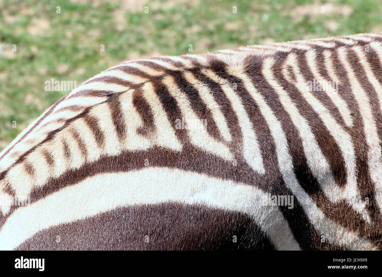 Extreme closeup of the striped skin patterns of a South African ...