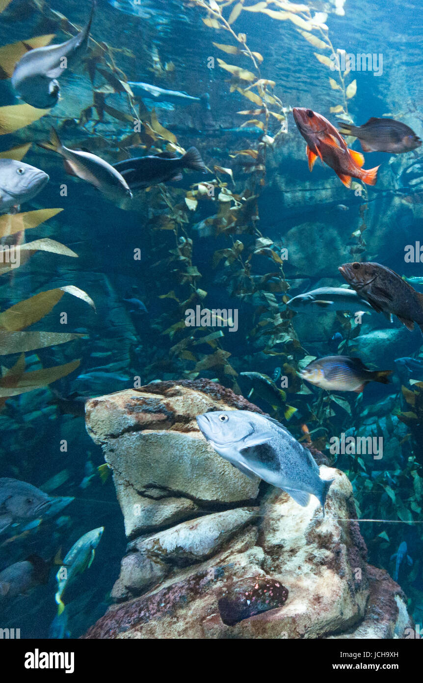 Exotic marine animals swimming in an aquarium in Toronto, Canada Stock ...