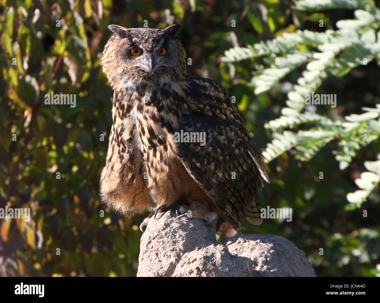 Buho real hi-res stock photography and images - Alamy