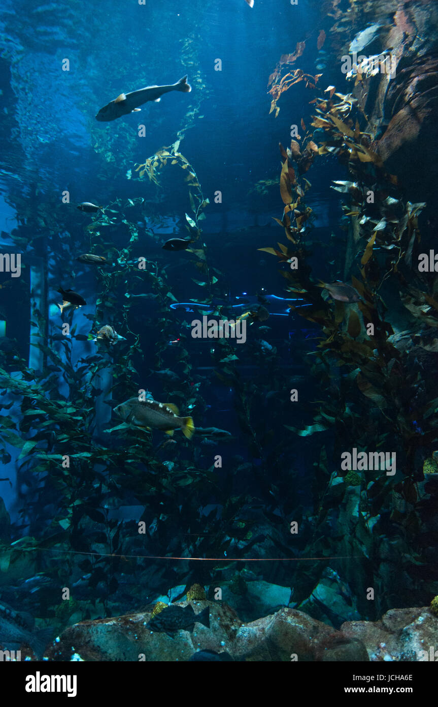 Exotic marine animals swimming in an aquarium in Toronto, Canada Stock ...