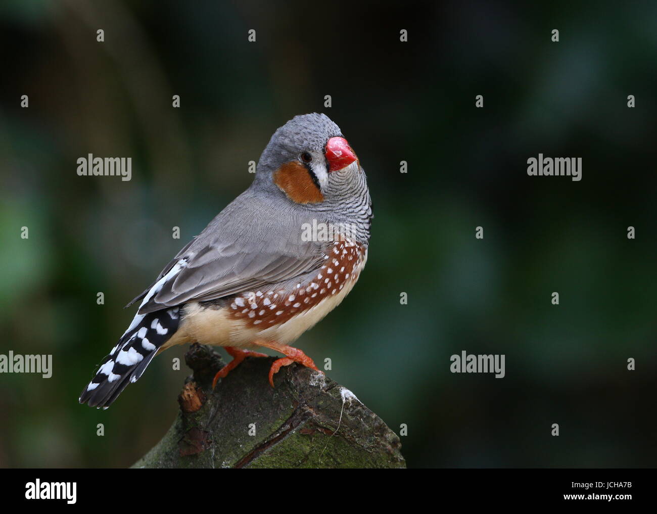 Australian Zebra Finch (Taeniopygia guttata Stock Photo - Alamy