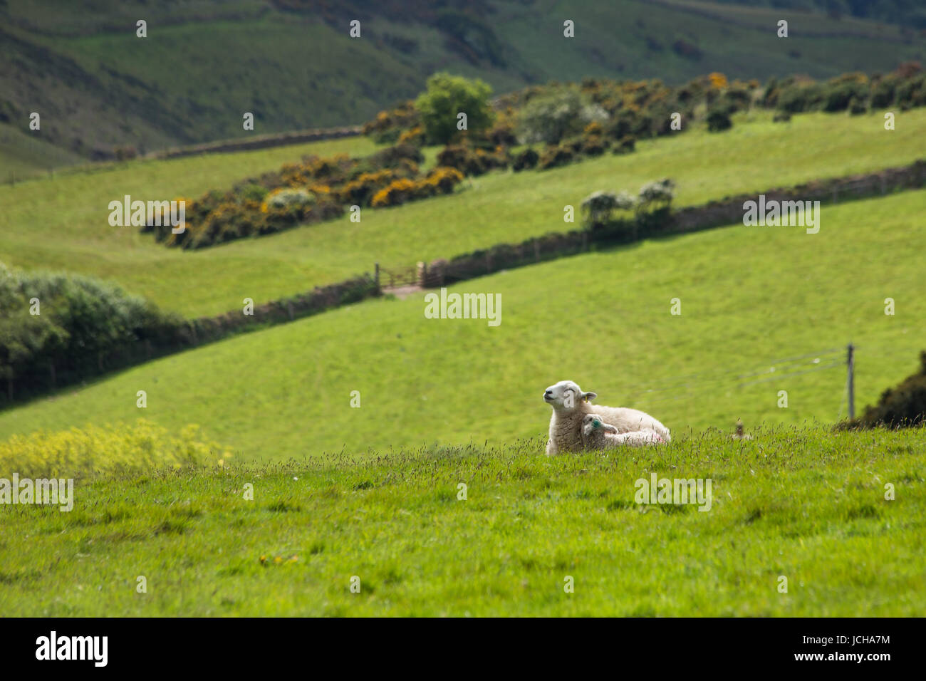 New born lamb and mother relaxing in sunshine in green paddock field ...