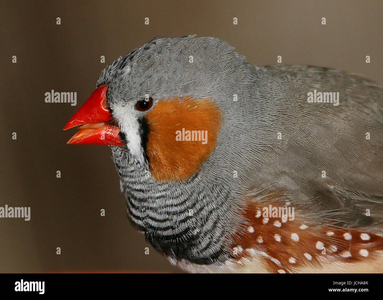 Zebra finch male female hi-res stock photography and images - Alamy