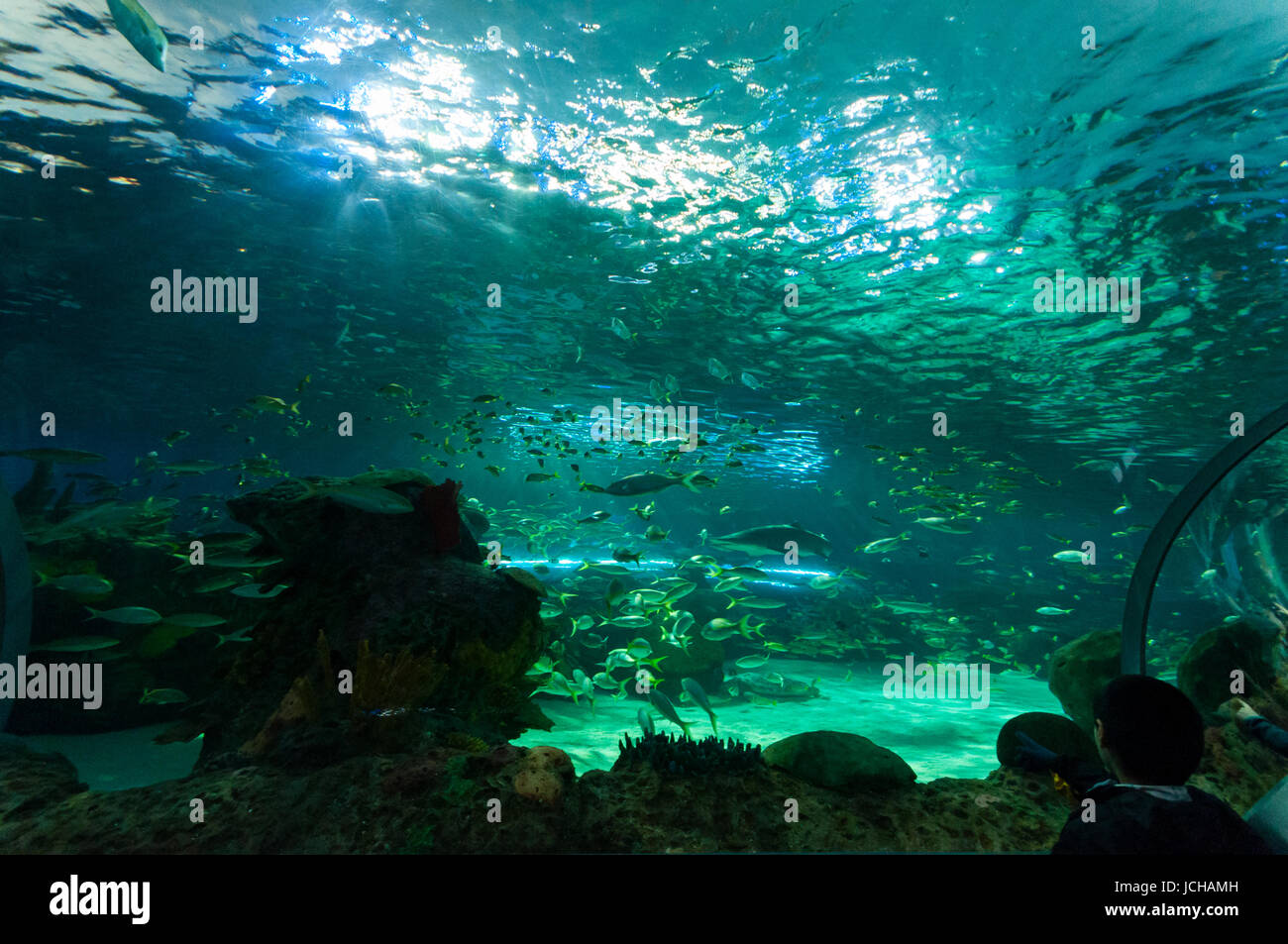 Exotic marine animals swimming in an aquarium in Toronto, Canada Stock ...