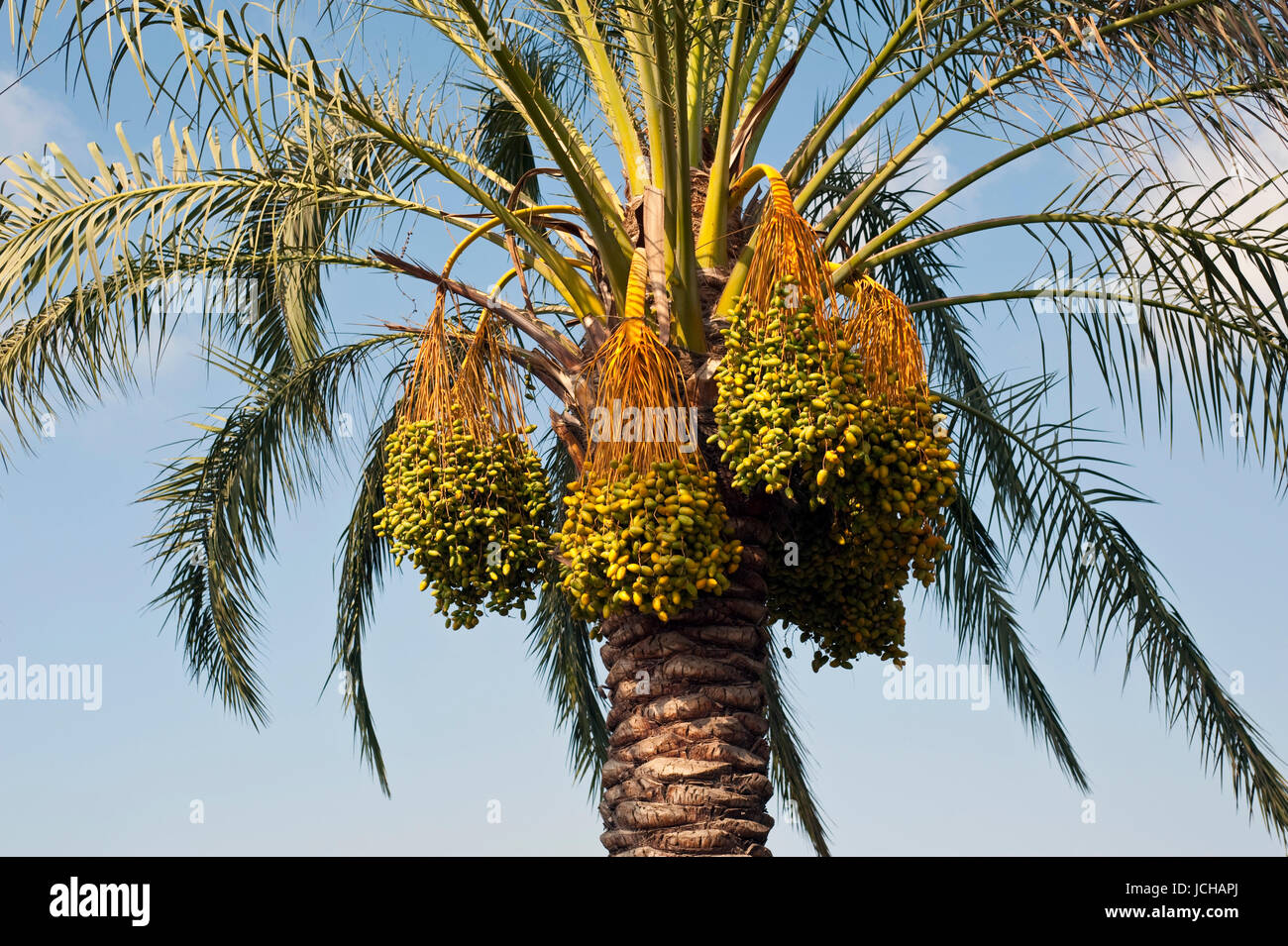 date palm date Stock Photo - Alamy
