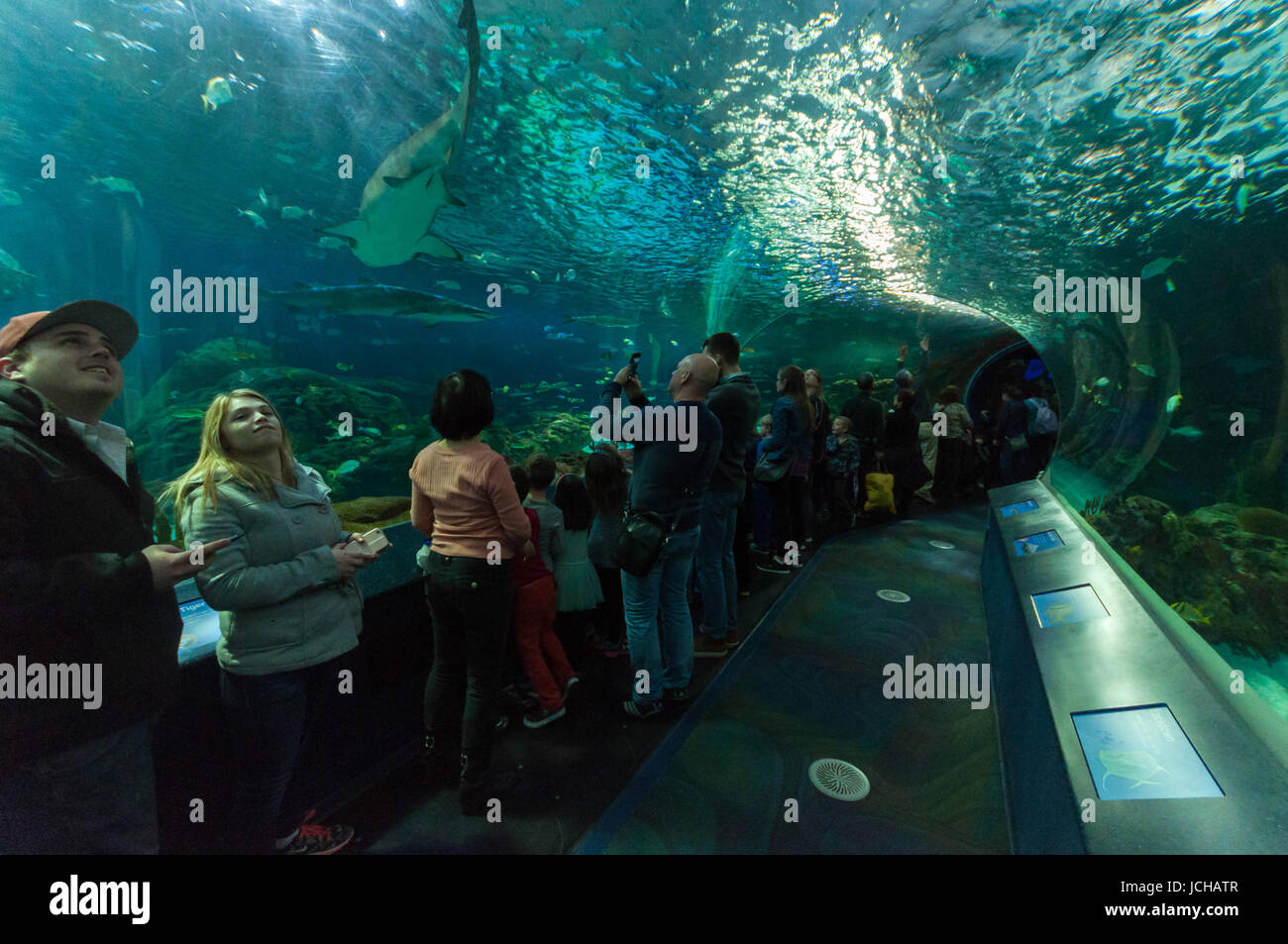 People watching the fish in the aquarium in Toronto, Canada Stock Photo ...