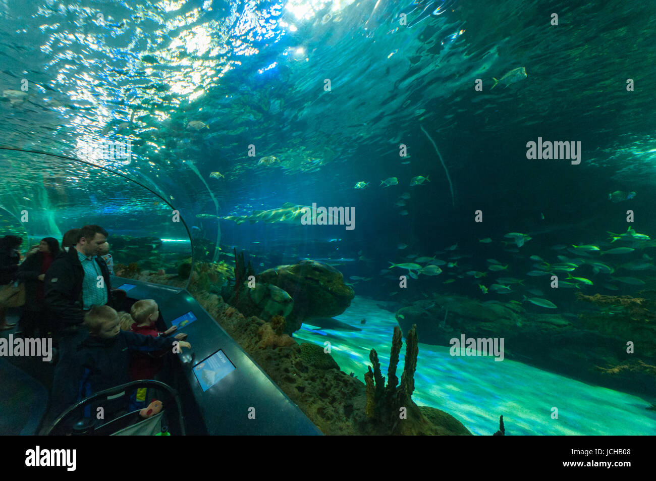 People watching the fish in the aquarium in Toronto, Canada Stock Photo ...