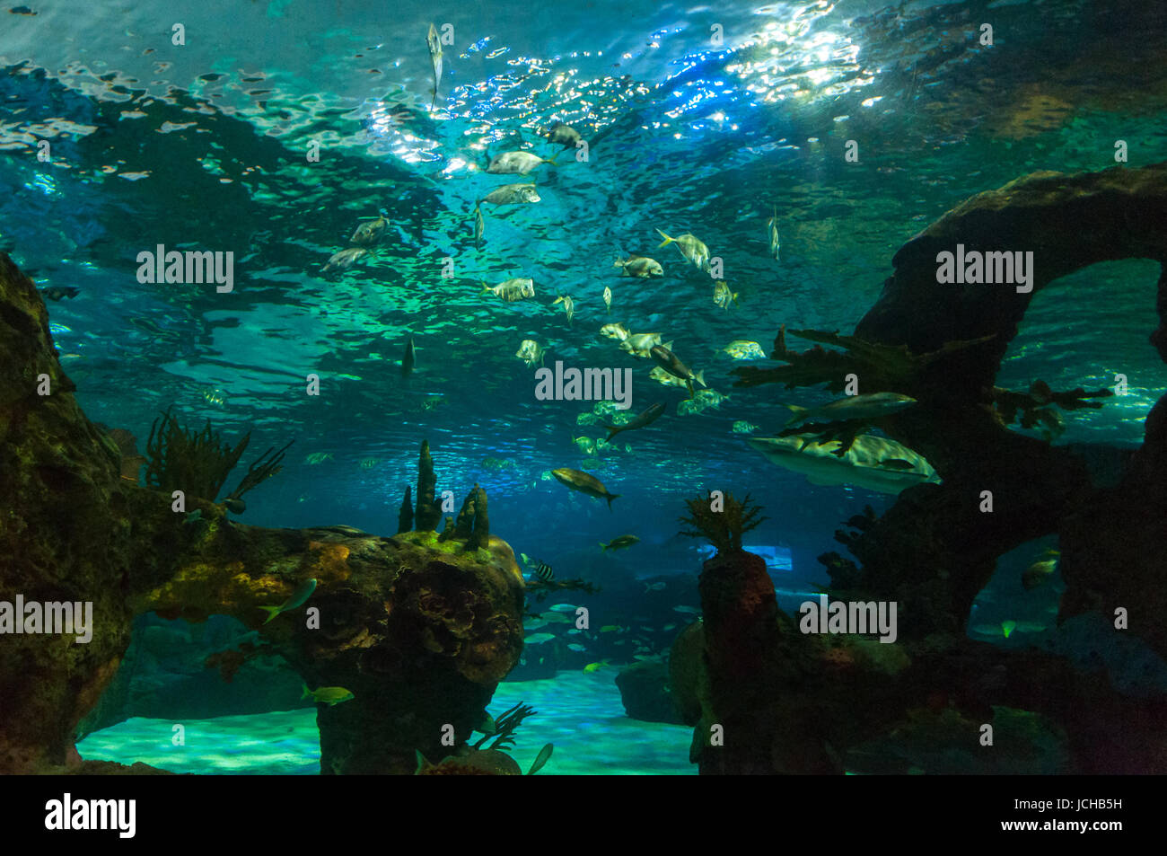 Exotic marine animals swimming in an aquarium in Toronto, Canada Stock ...