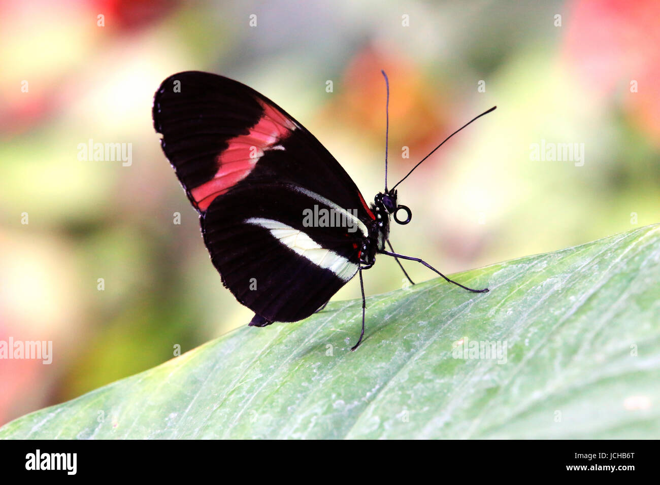 Black and white papillon hi-res stock photography and images - Alamy