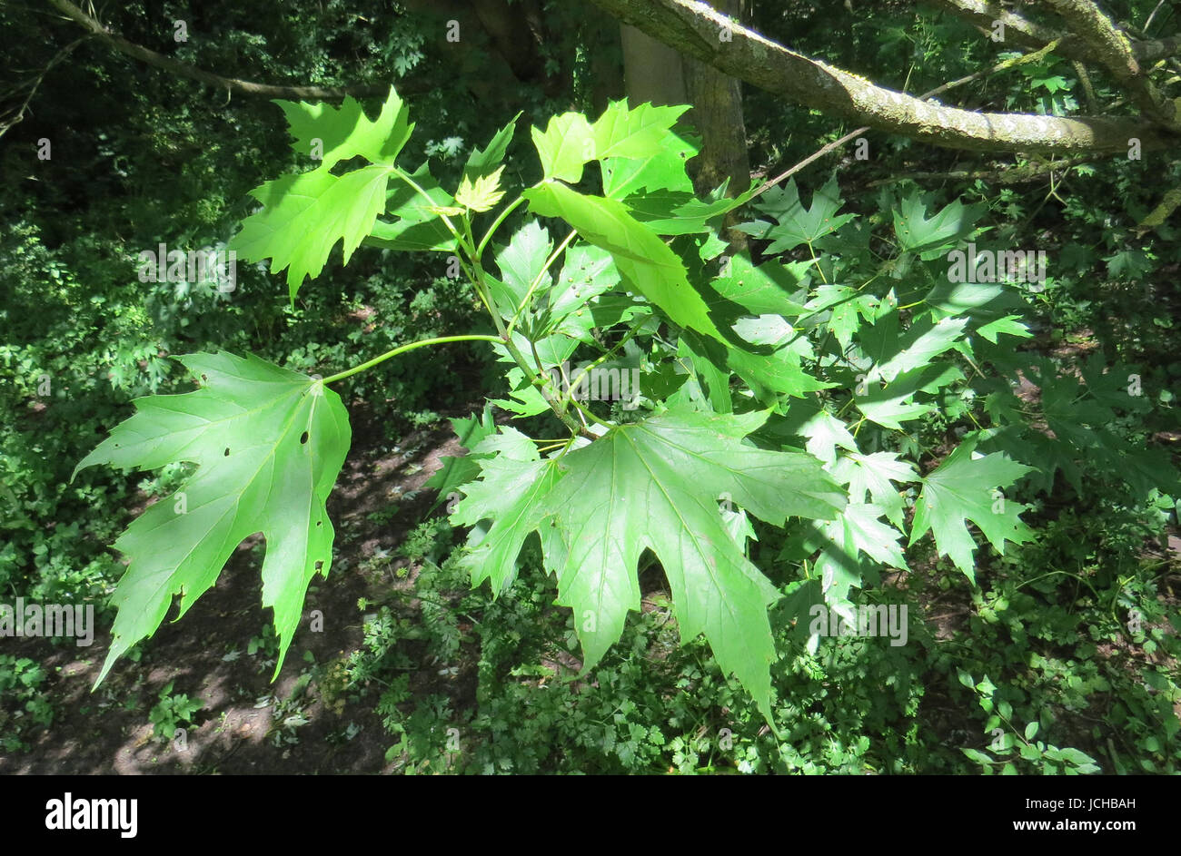 Sorbus torminalis tree hi-res stock photography and images - Alamy