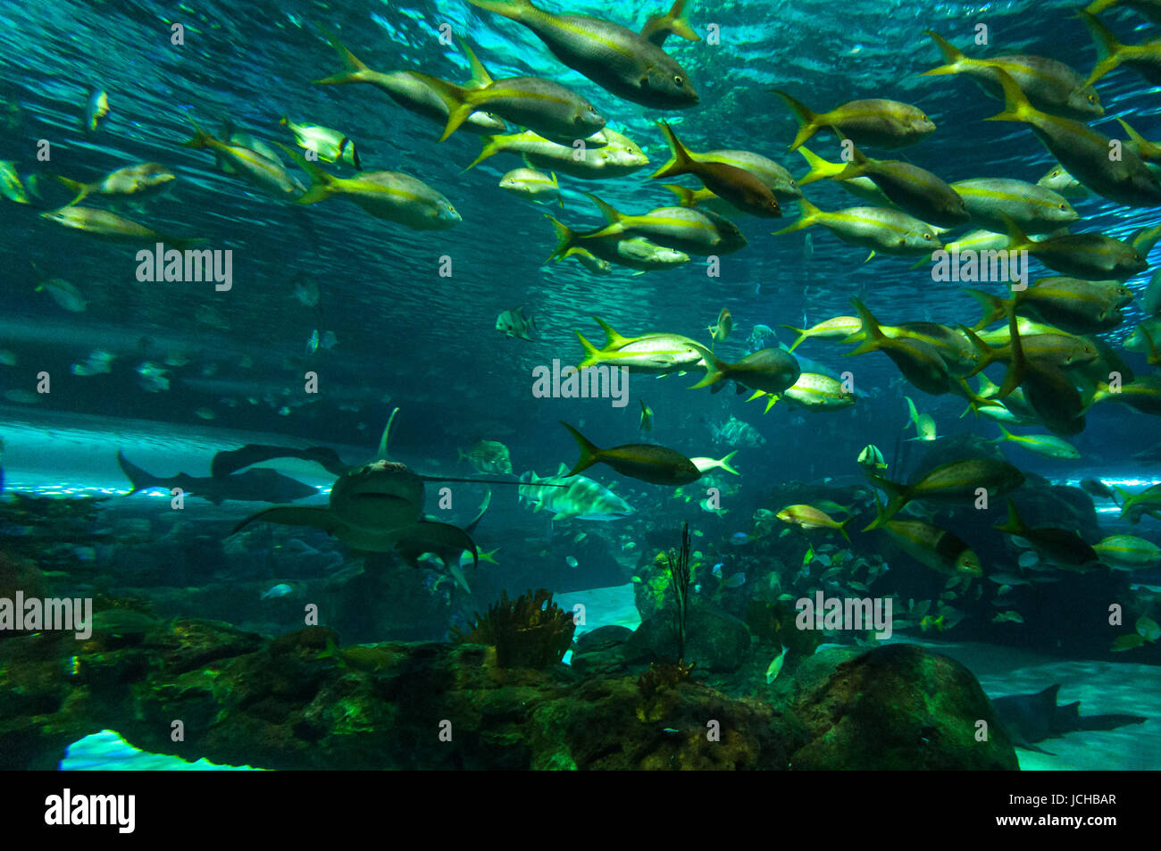 Exotic marine animals swimming in an aquarium in Toronto, Canada Stock ...