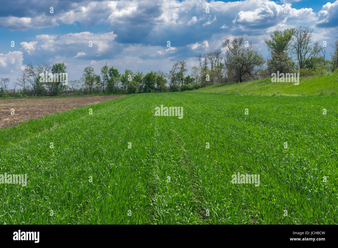 Spring landscape with an agricultural crops field before thunderstorm ...