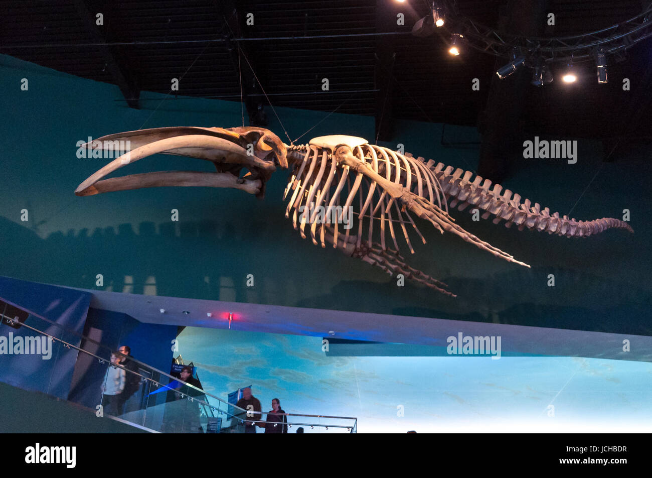 Exotic marine animals swimming in an aquarium in Toronto, Canada Stock ...