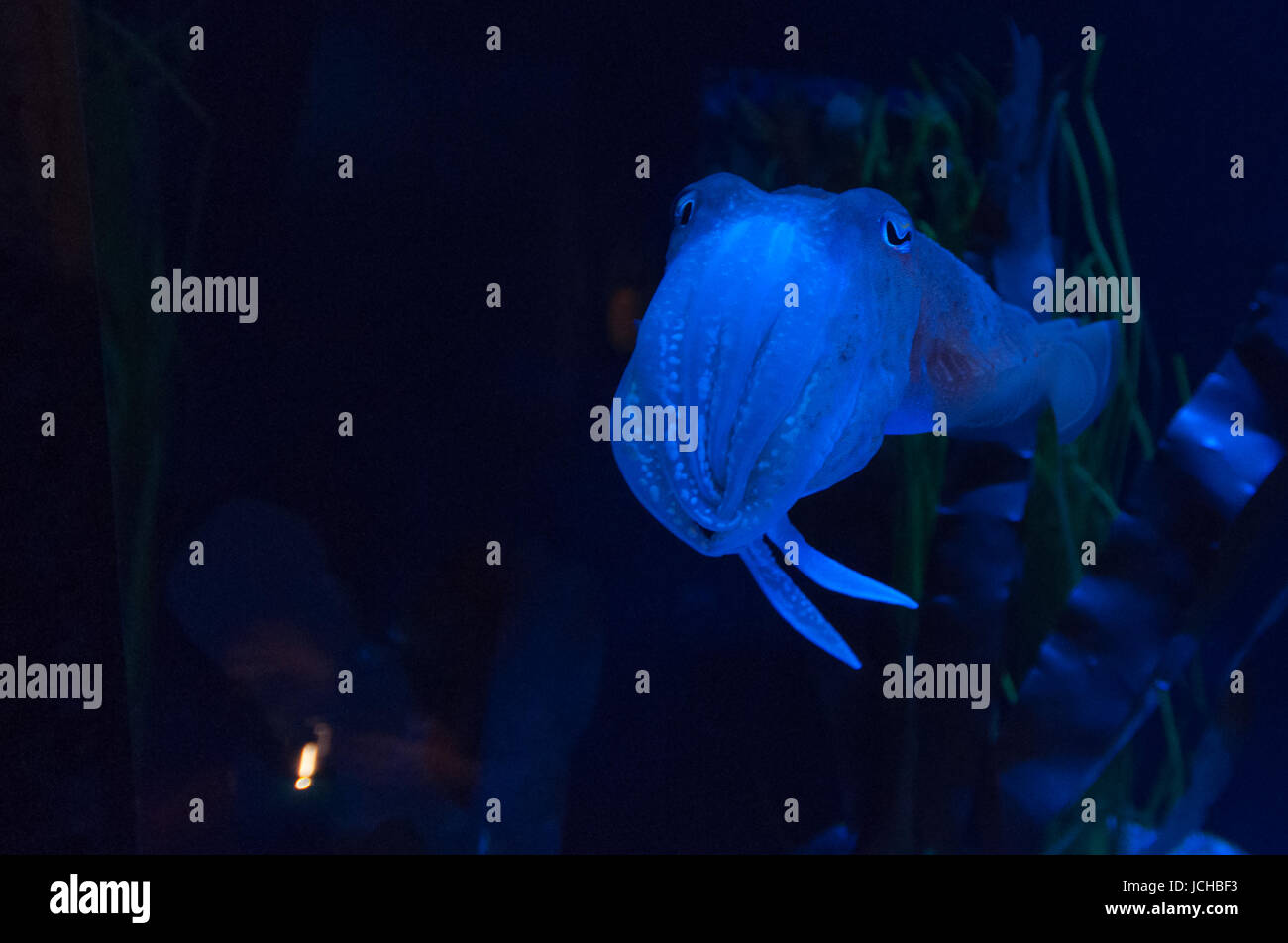 Exotic marine animals swimming in an aquarium in Toronto, Canada Stock ...