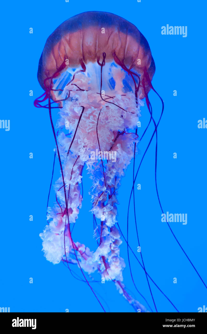 Exotic marine animals swimming in an aquarium in Toronto, Canada Stock ...