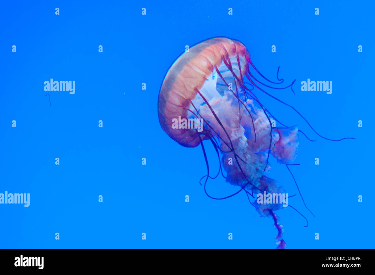 Exotic marine animals swimming in an aquarium in Toronto, Canada Stock ...