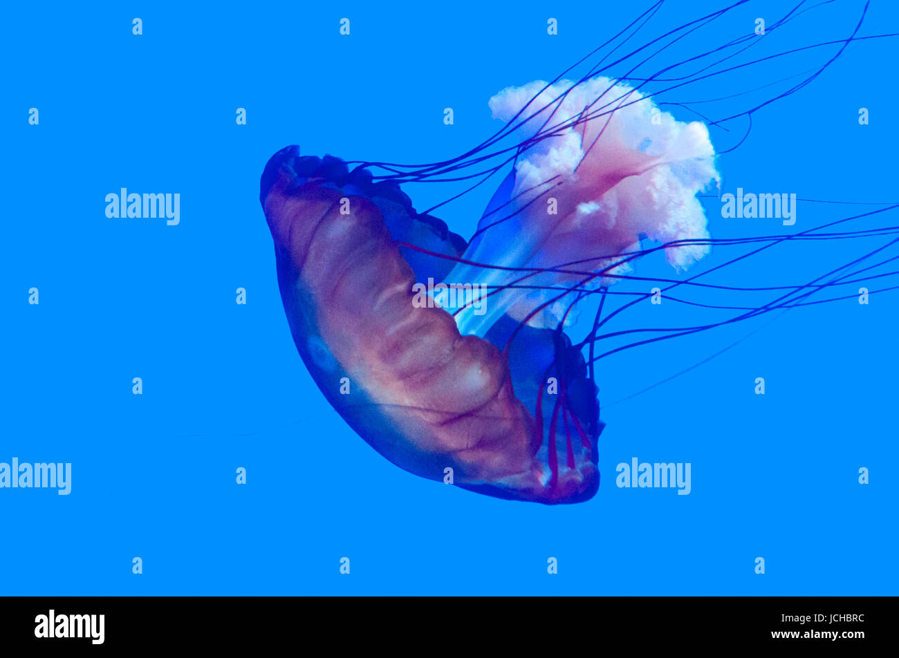 Exotic marine animals swimming in an aquarium in Toronto, Canada Stock ...