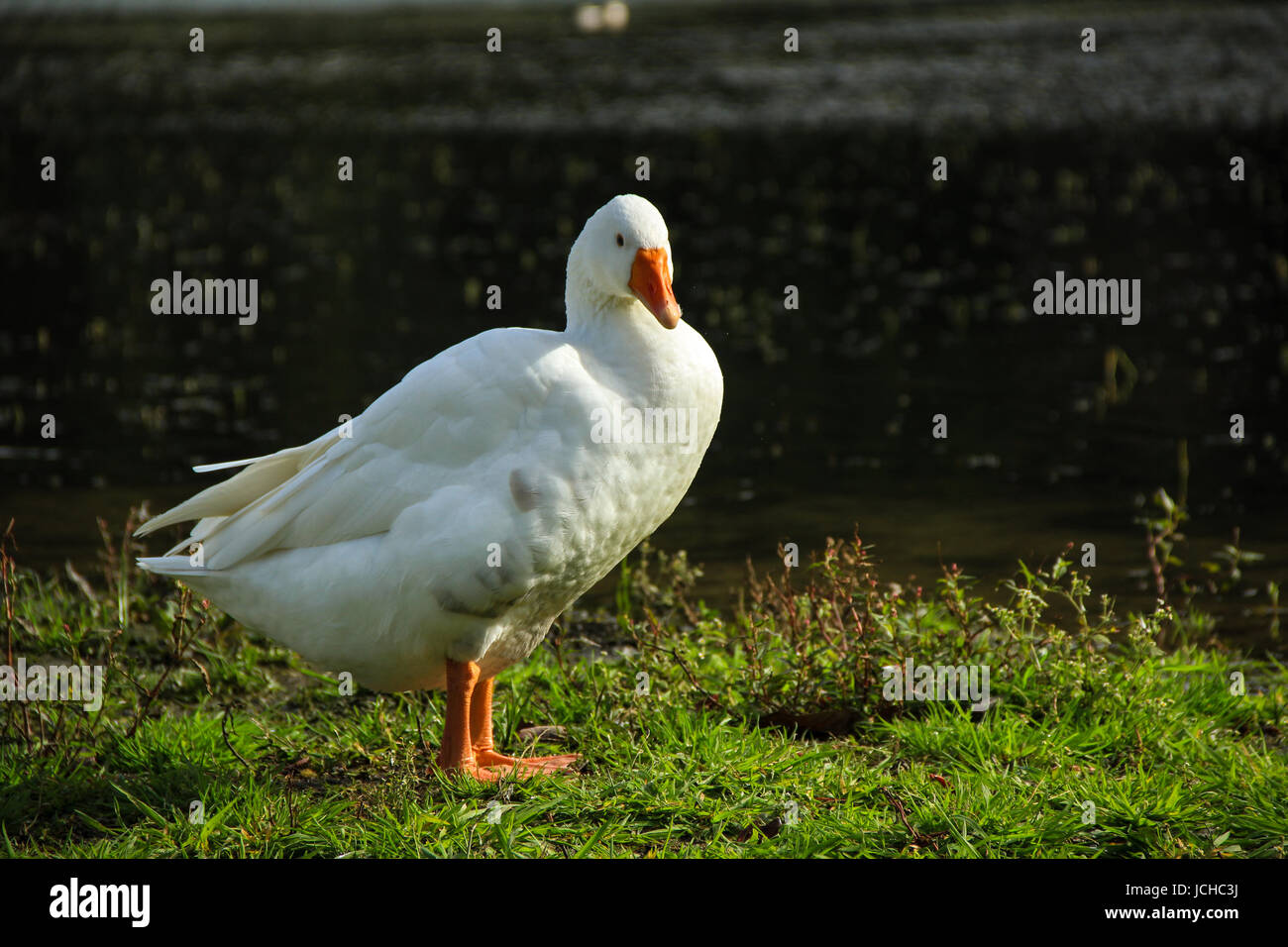 Beautiful White goose in a lake in Azores islands in Portugal Stock ...