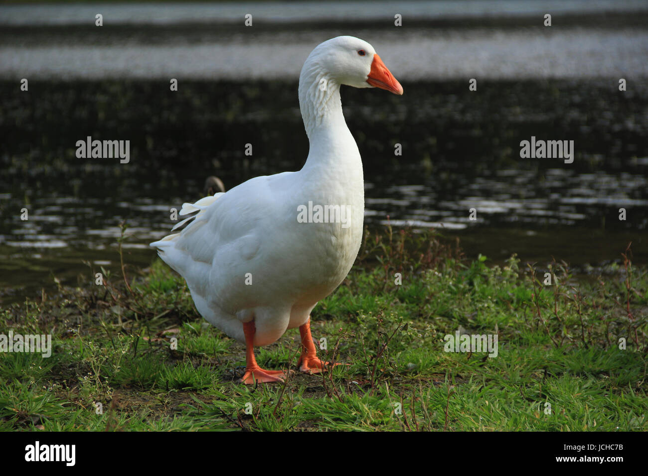 Beautiful White Goose