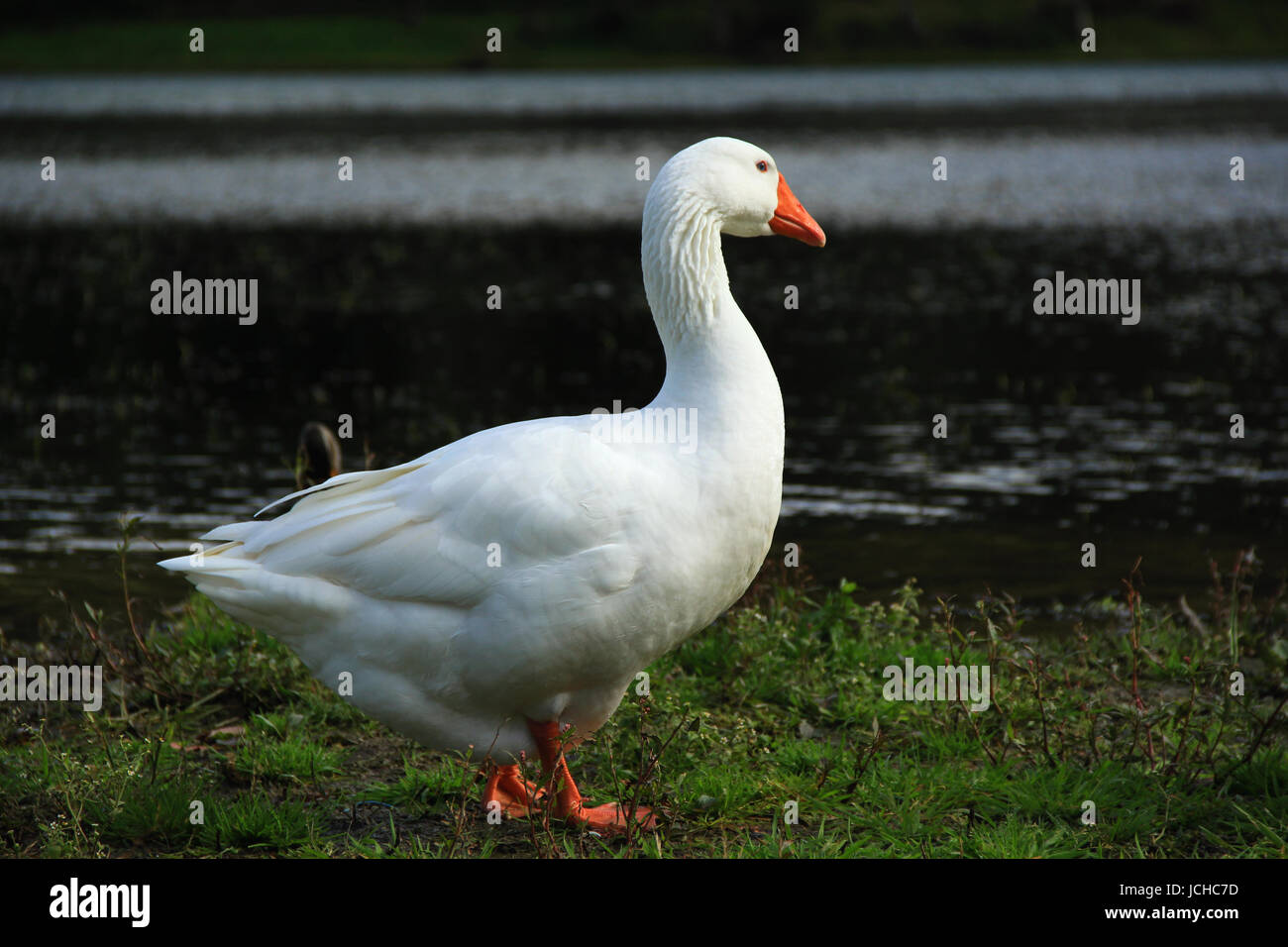 Beautiful White goose in a lake in Azores islands in Portugal Stock ...