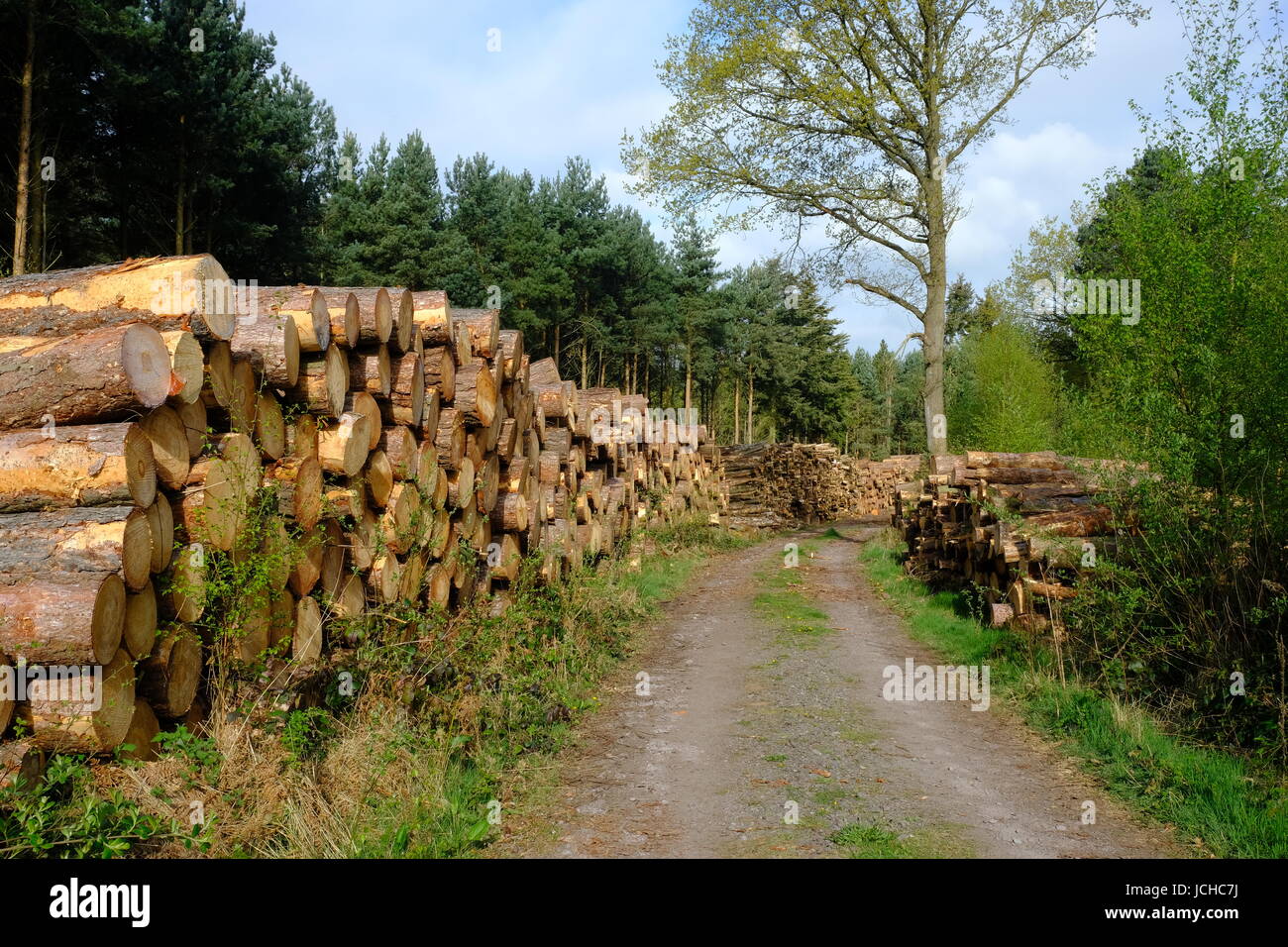 stacked timber by a forest path Stock Photo - Alamy
