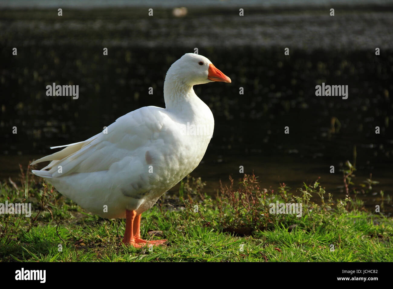 Beautiful White goose in a lake in Azores islands in Portugal Stock ...
