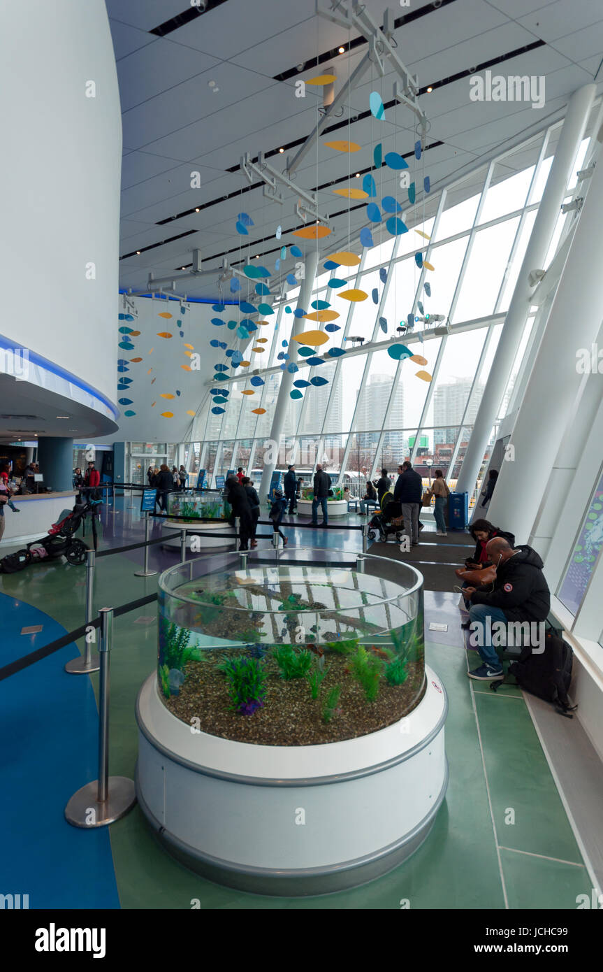 Exotic marine animals swimming in an aquarium in Toronto, Canada Stock ...