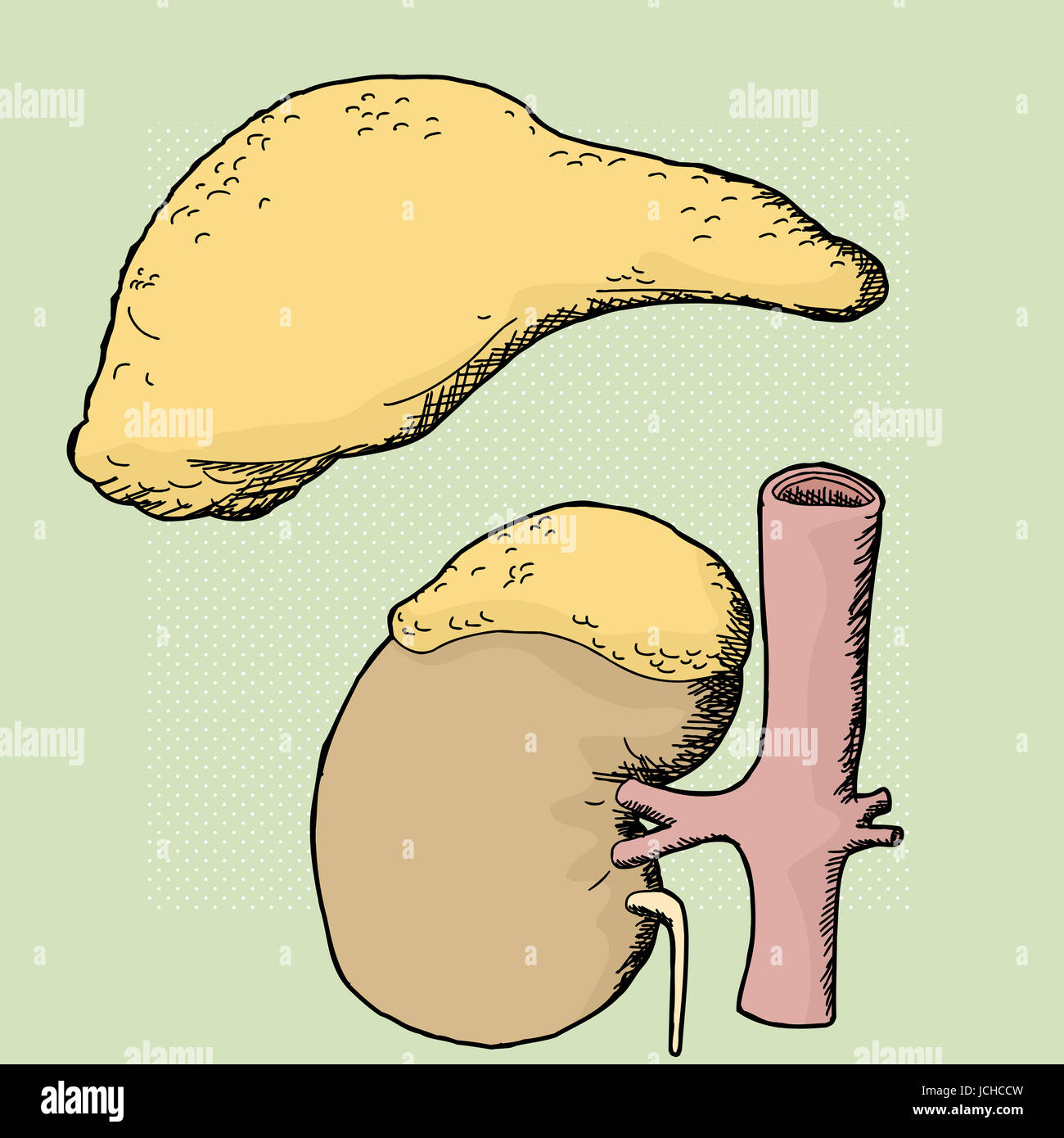 Human kidney anatomy adrenal gland hi-res stock photography and images ...