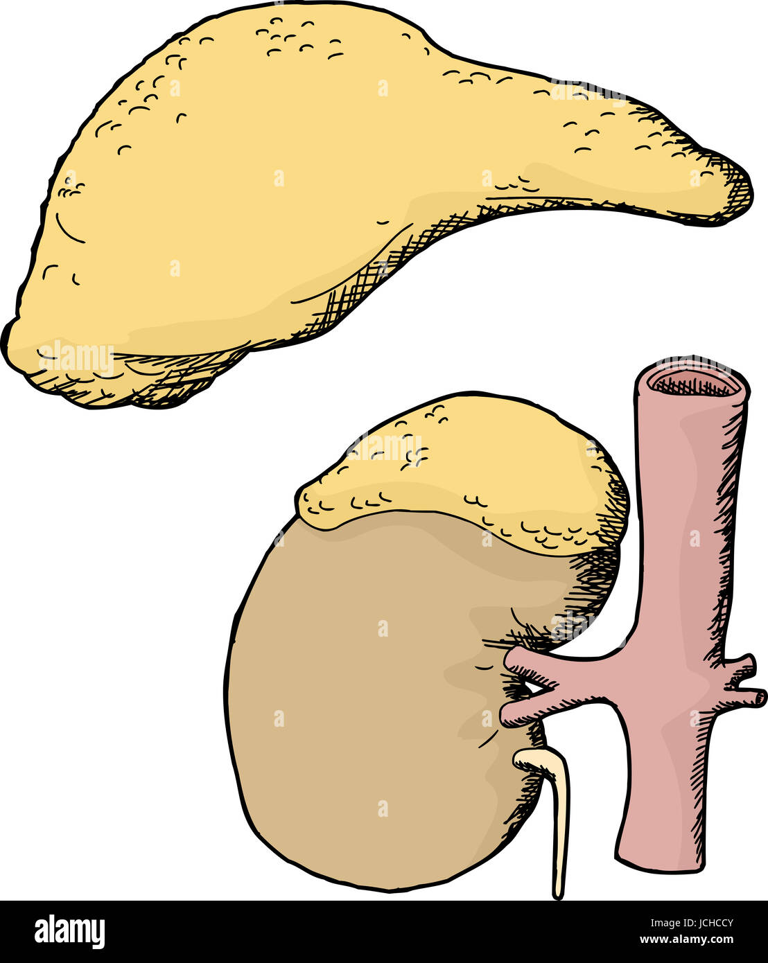 Human Kidney Anatomy Adrenal Gland Stock Photos & Human Kidney Anatomy ...