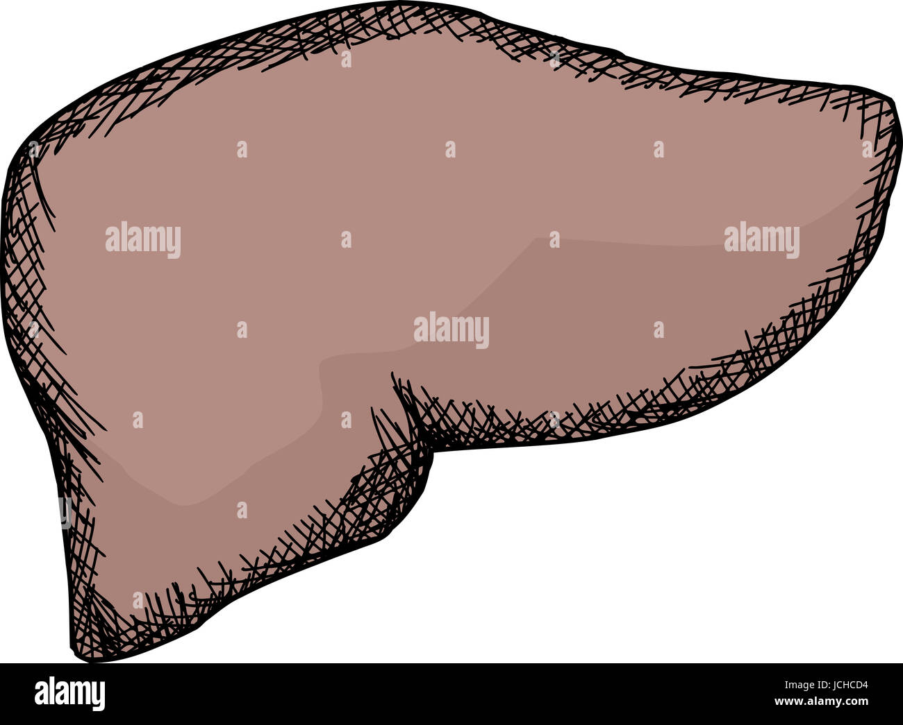 Cartoon human liver organ over isolated background Stock Photo - Alamy