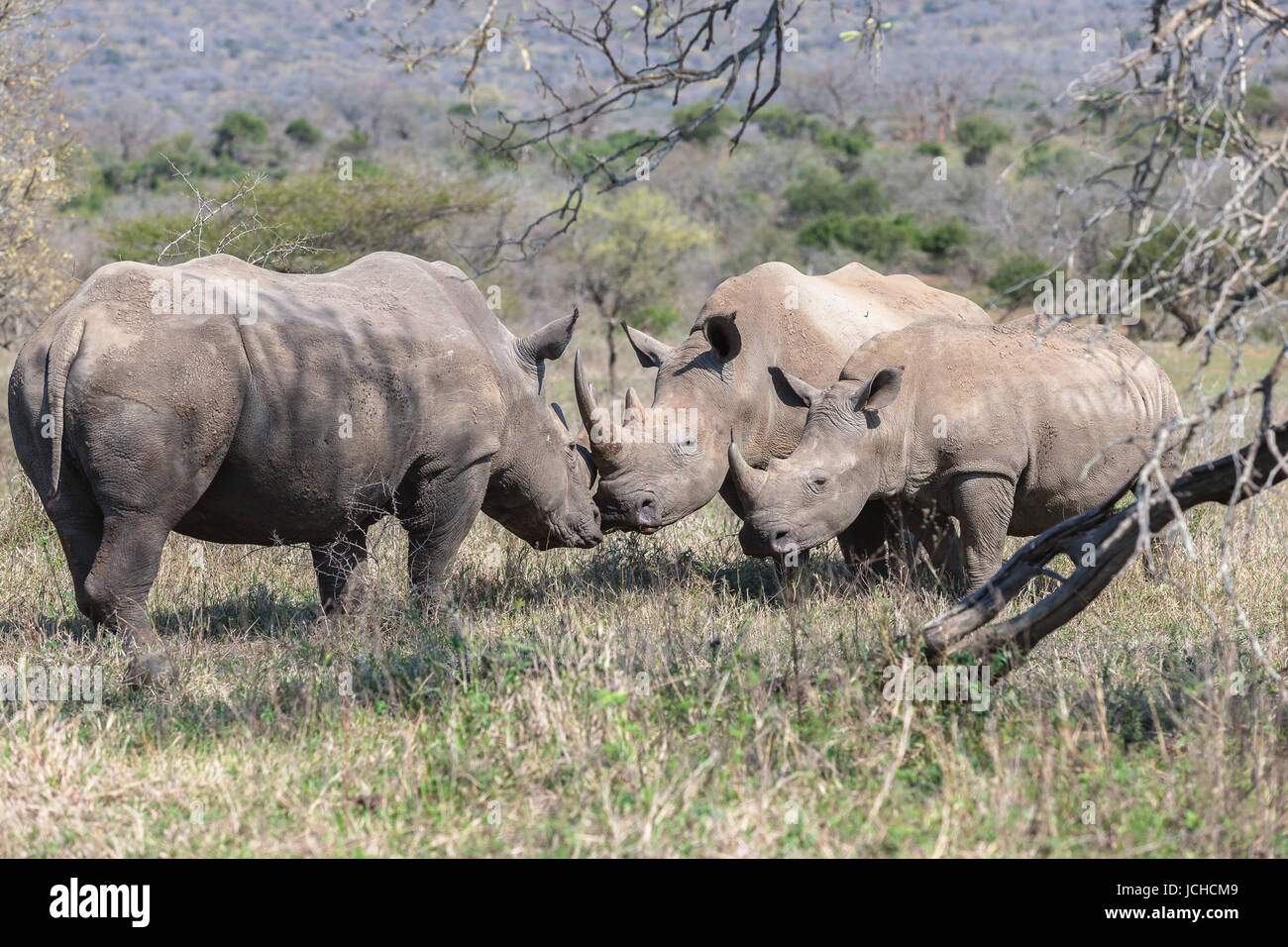 Rhinos mating hi-res stock photography and images - Alamy
