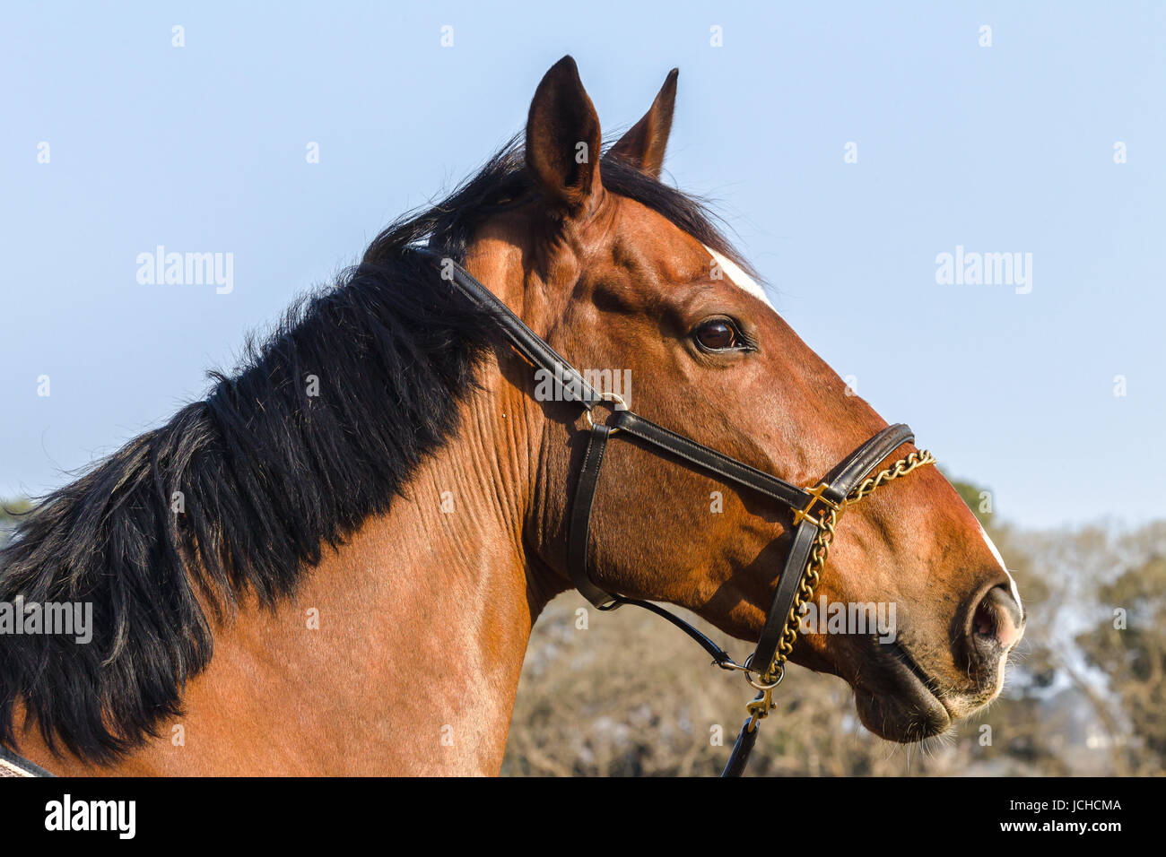 Equestrain Horse Show jumping scenes and close-up action of riders ...