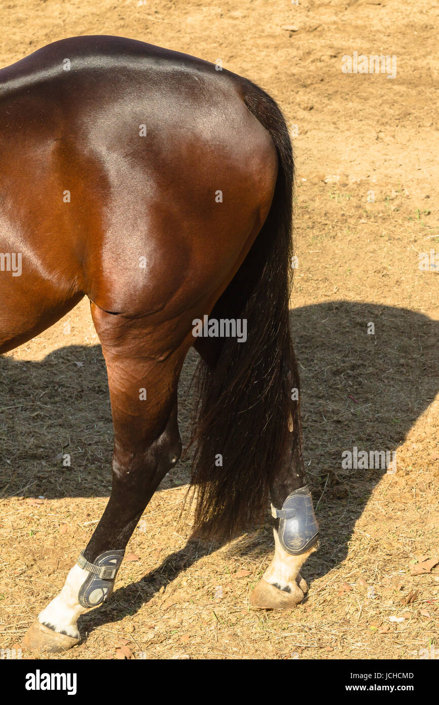Equestrain Horse Show jumping scenes and close-up action of riders ...