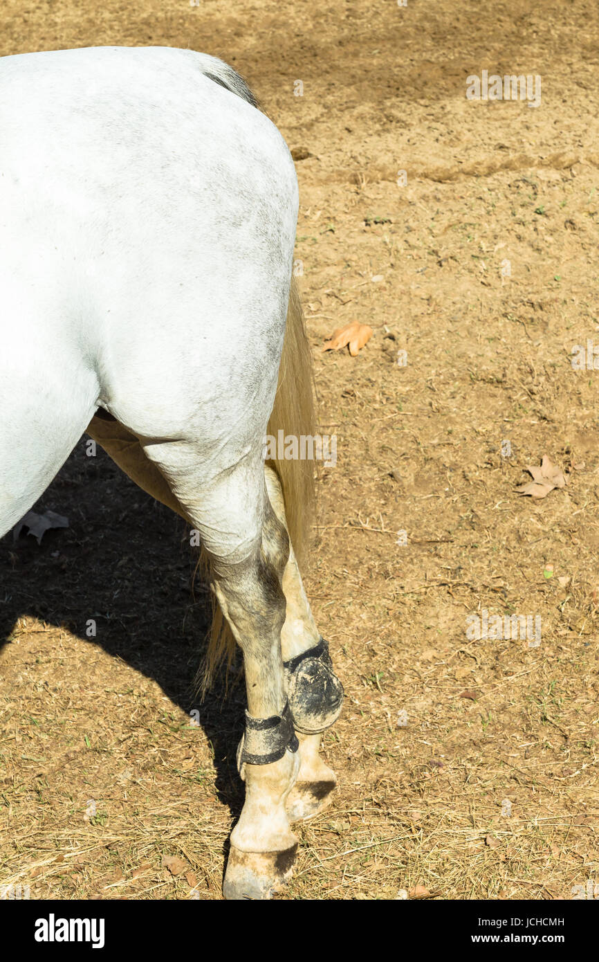 Equestrain Horse Show jumping scenes and close-up action of riders ...