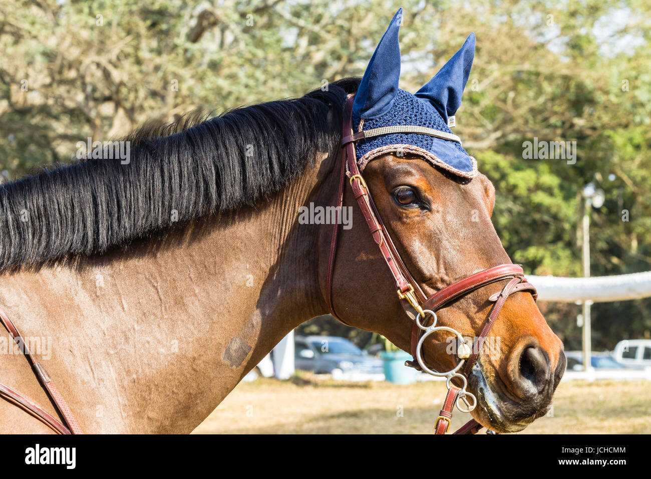 Equestrain Horse Show jumping scenes and close-up action of riders ...