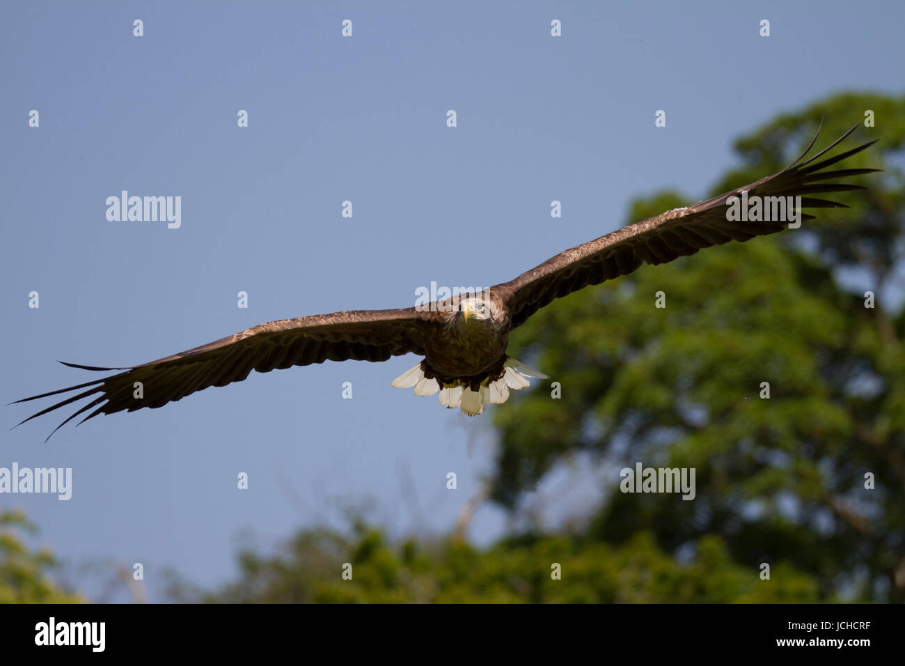 Adult White Tailed Eagle in flight in the Scottish Highlands Stock ...