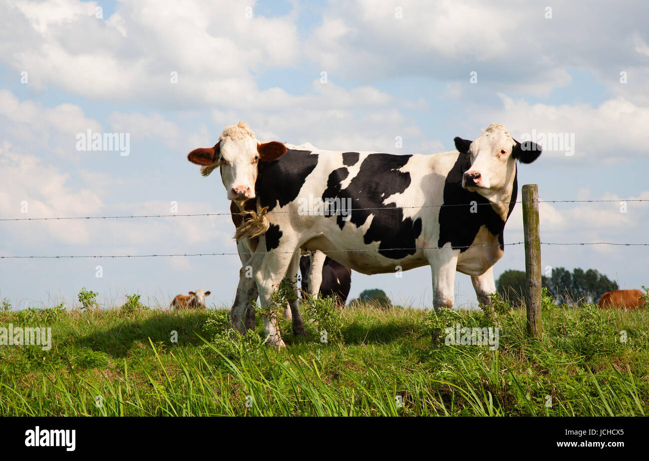 Dutch cows in the meadow Stock Photo - Alamy