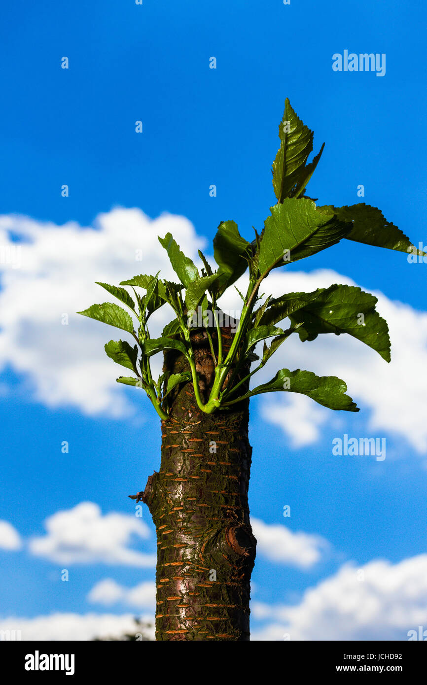 Revived cherry tree on sky background Stock Photo - Alamy