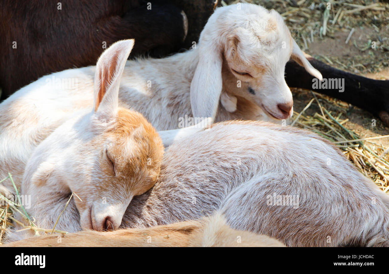 The young sheep hi-res stock photography and images - Alamy