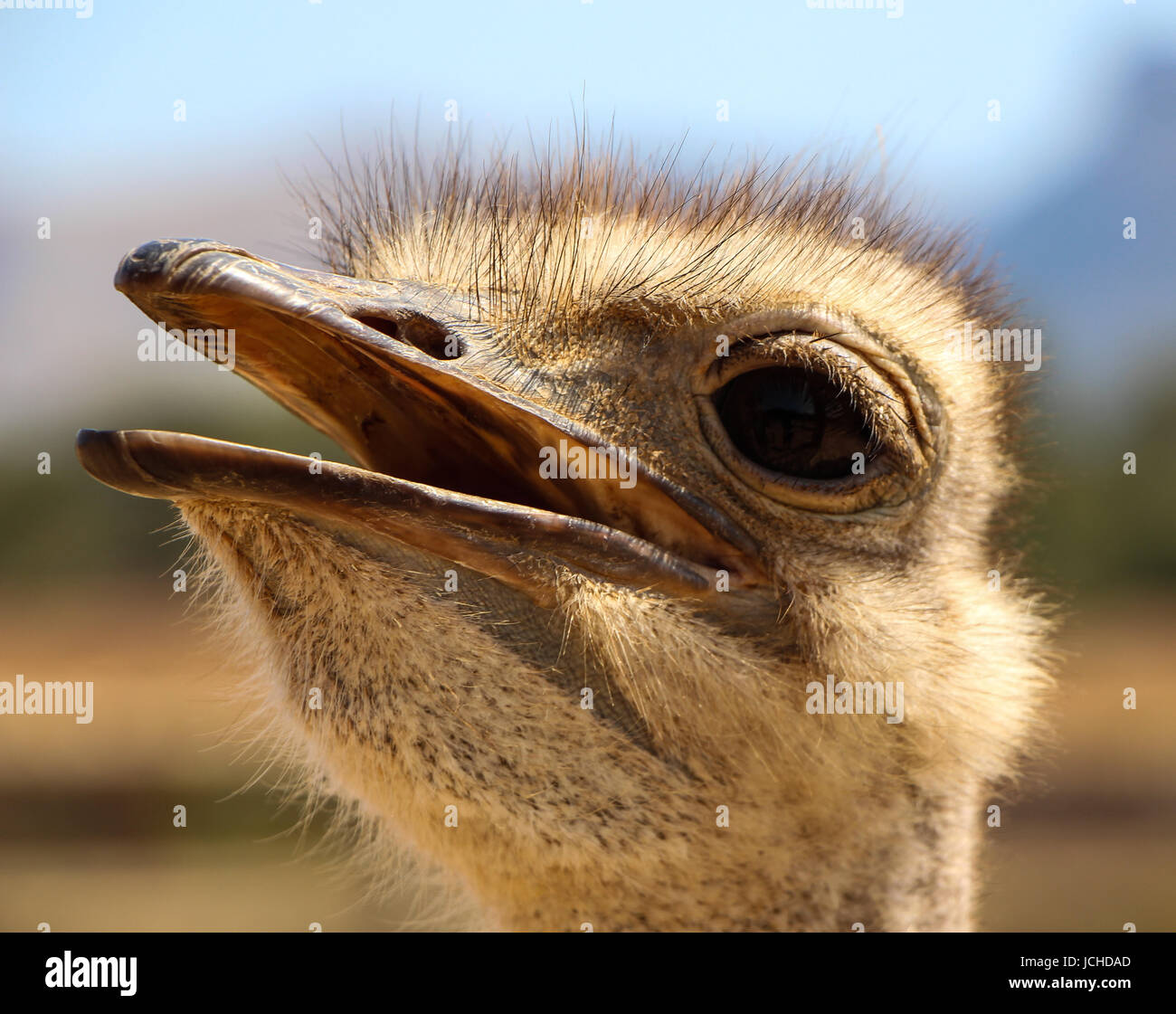 afrikanischer strauß elefantenvögel Stock Photo - Alamy