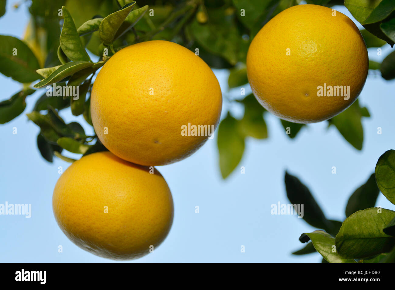 three ripe grapefruit at tree in wintertime in the sun of Spain Stock ...