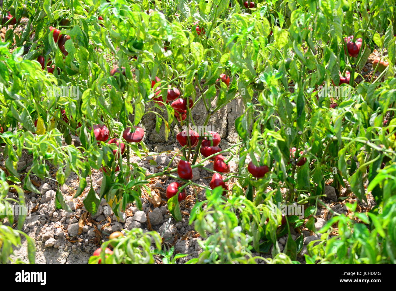 paprika capsicum peperoni Stock Photo - Alamy