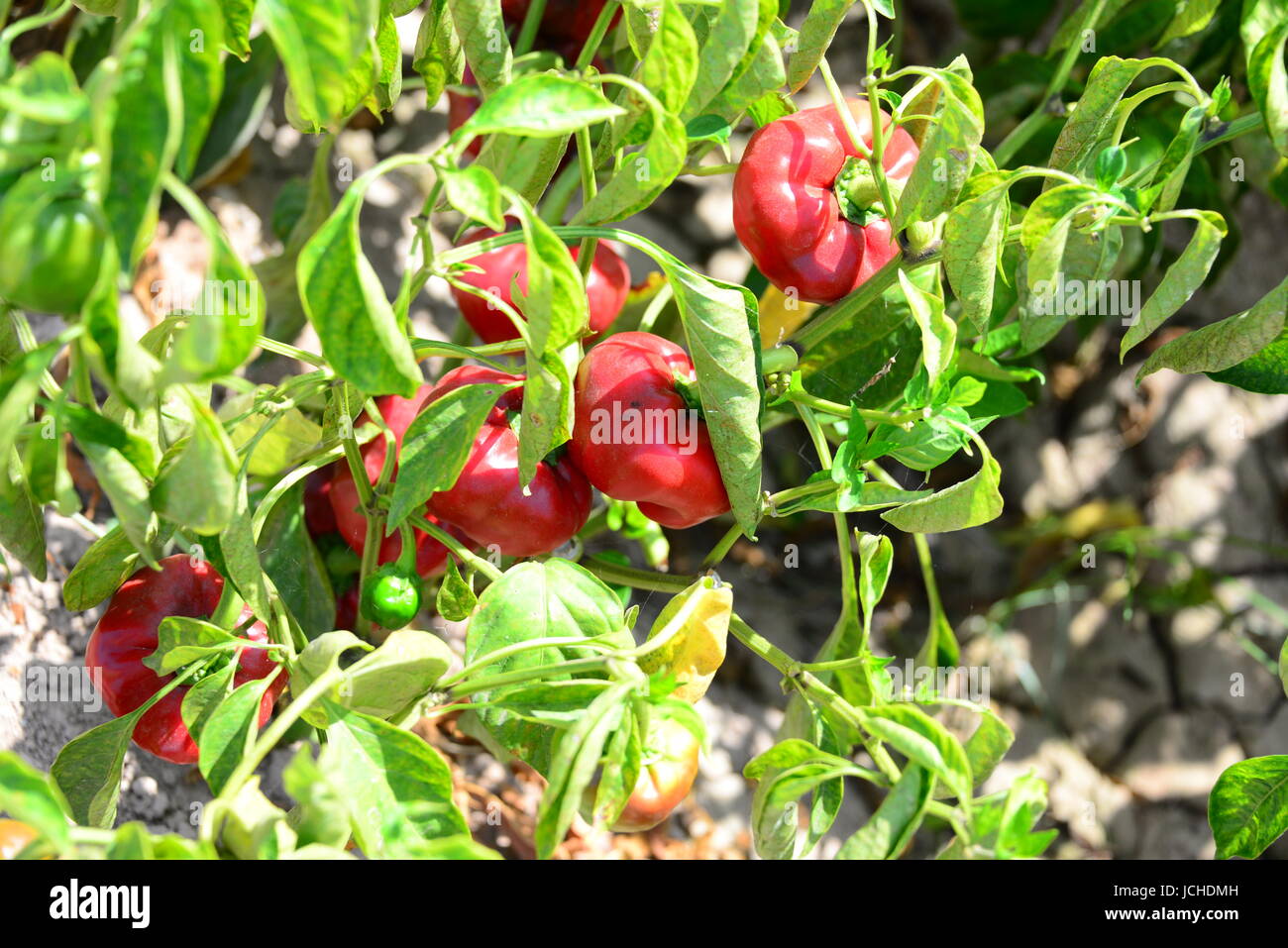 paprika capsicum peperoni Stock Photo - Alamy