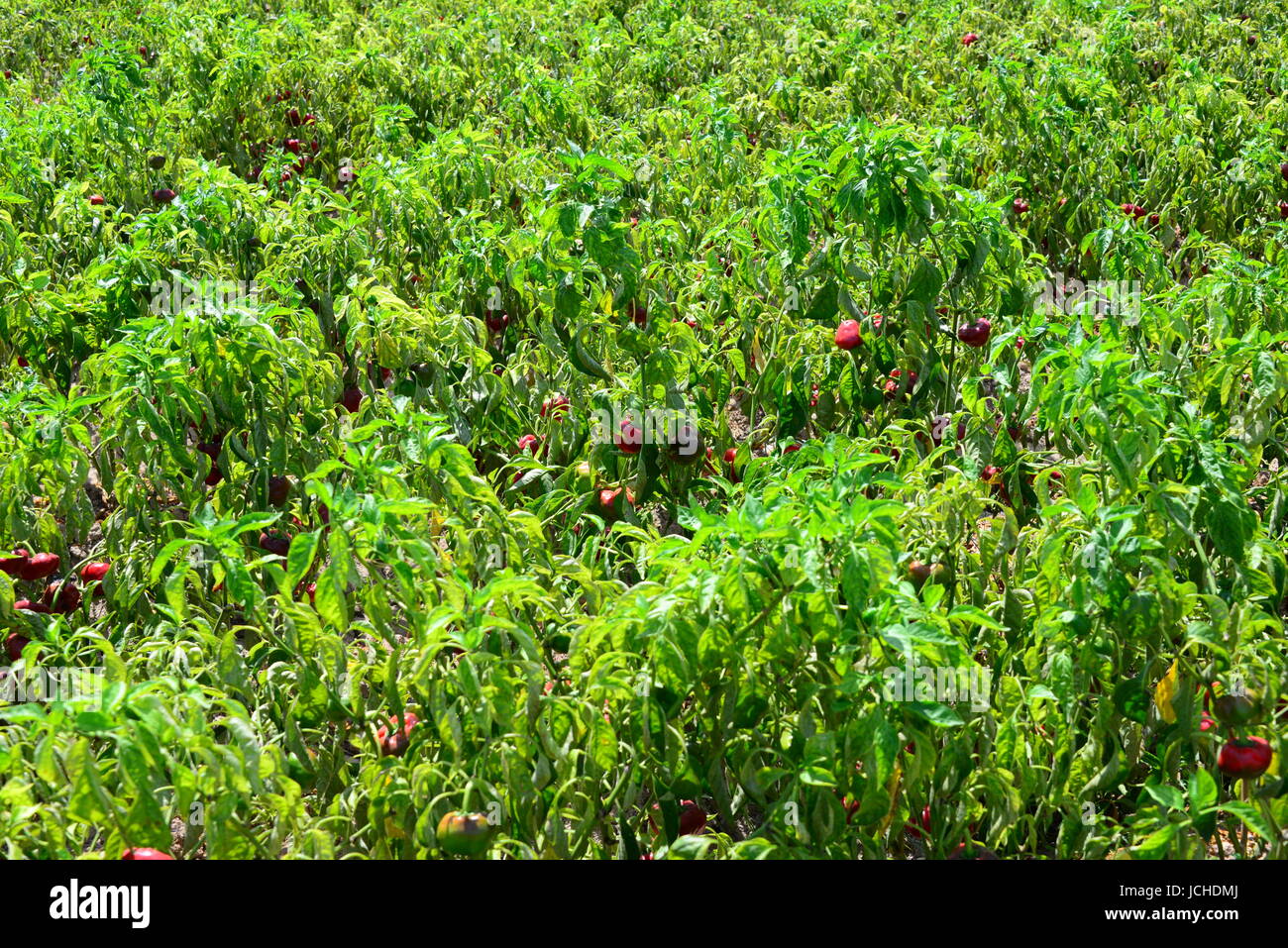 paprika capsicum peperoni Stock Photo - Alamy