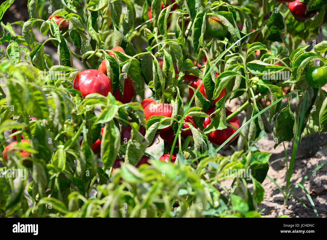 paprika capsicum peperoni Stock Photo - Alamy